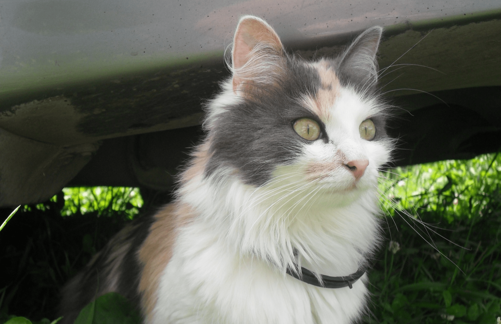 😻Кошка-антистресс: каким образом они влияют на наше самочувствие - Домашние животные на relife ...